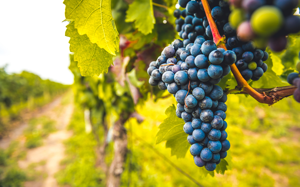 Effective Grape Fertilization Program - Vita Chemie