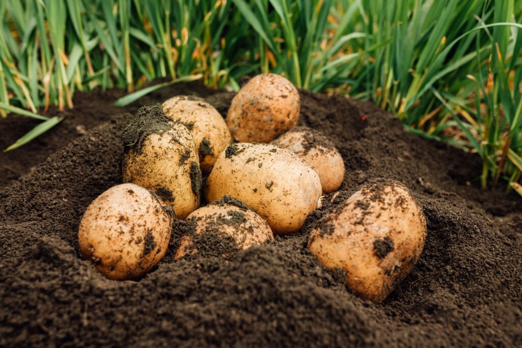 Vita Chemie | Leading Agriculture Fertilizer Company